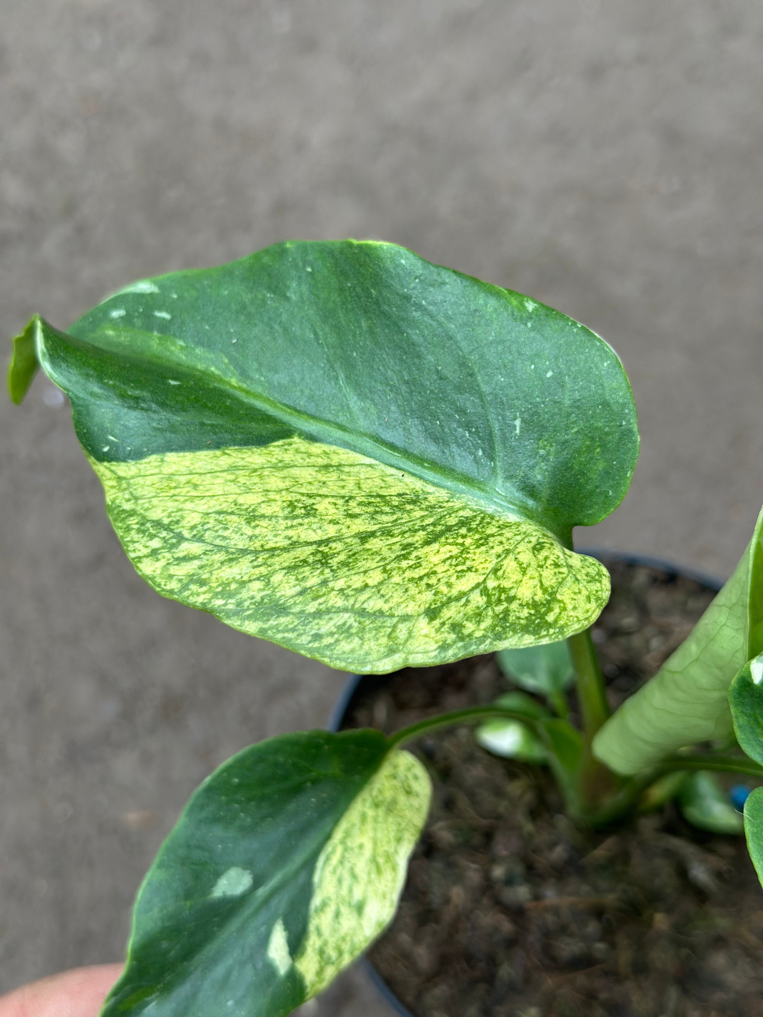 Extreme Rare Monstera – GrowJungle