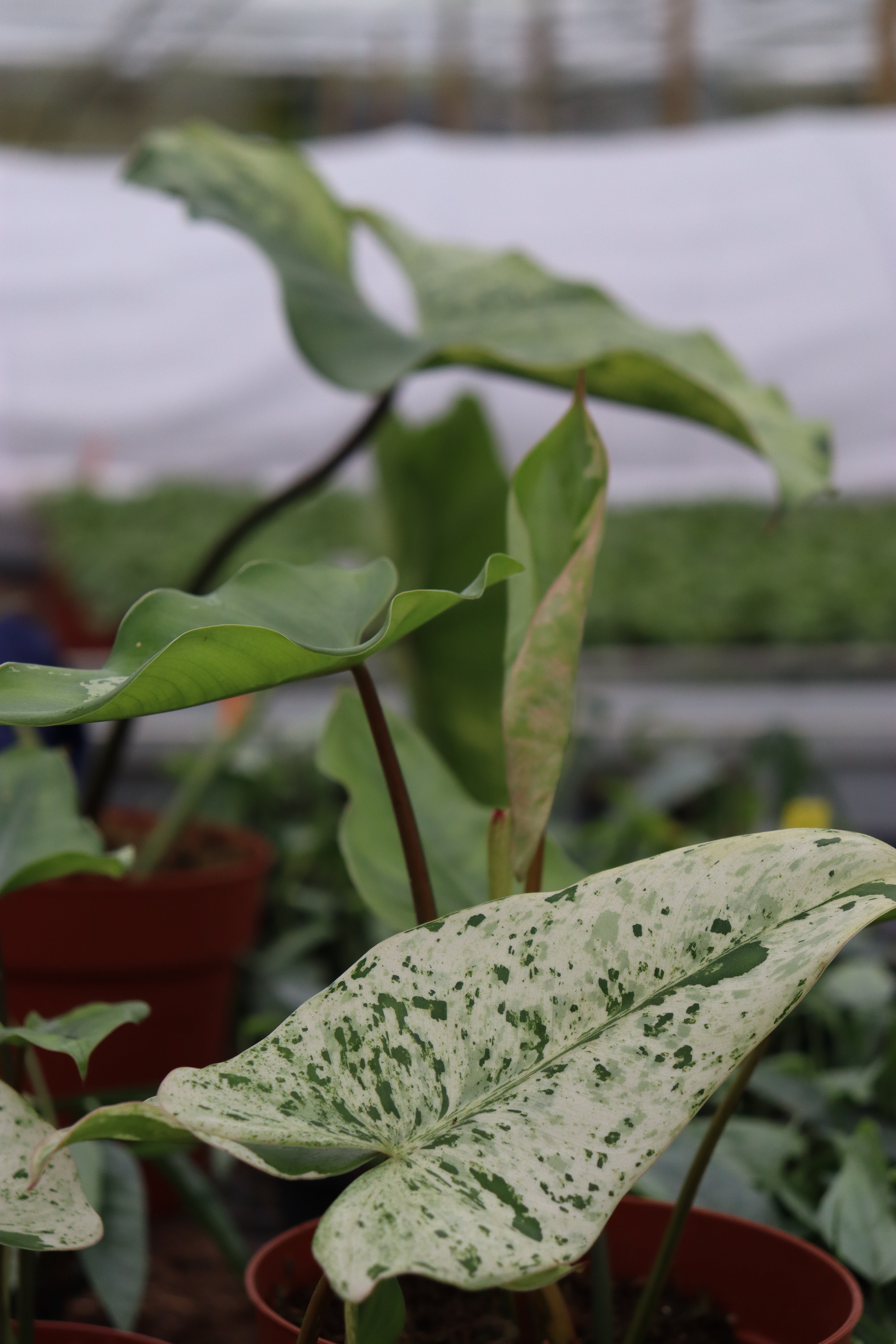 Variegated Plants – GrowJungle