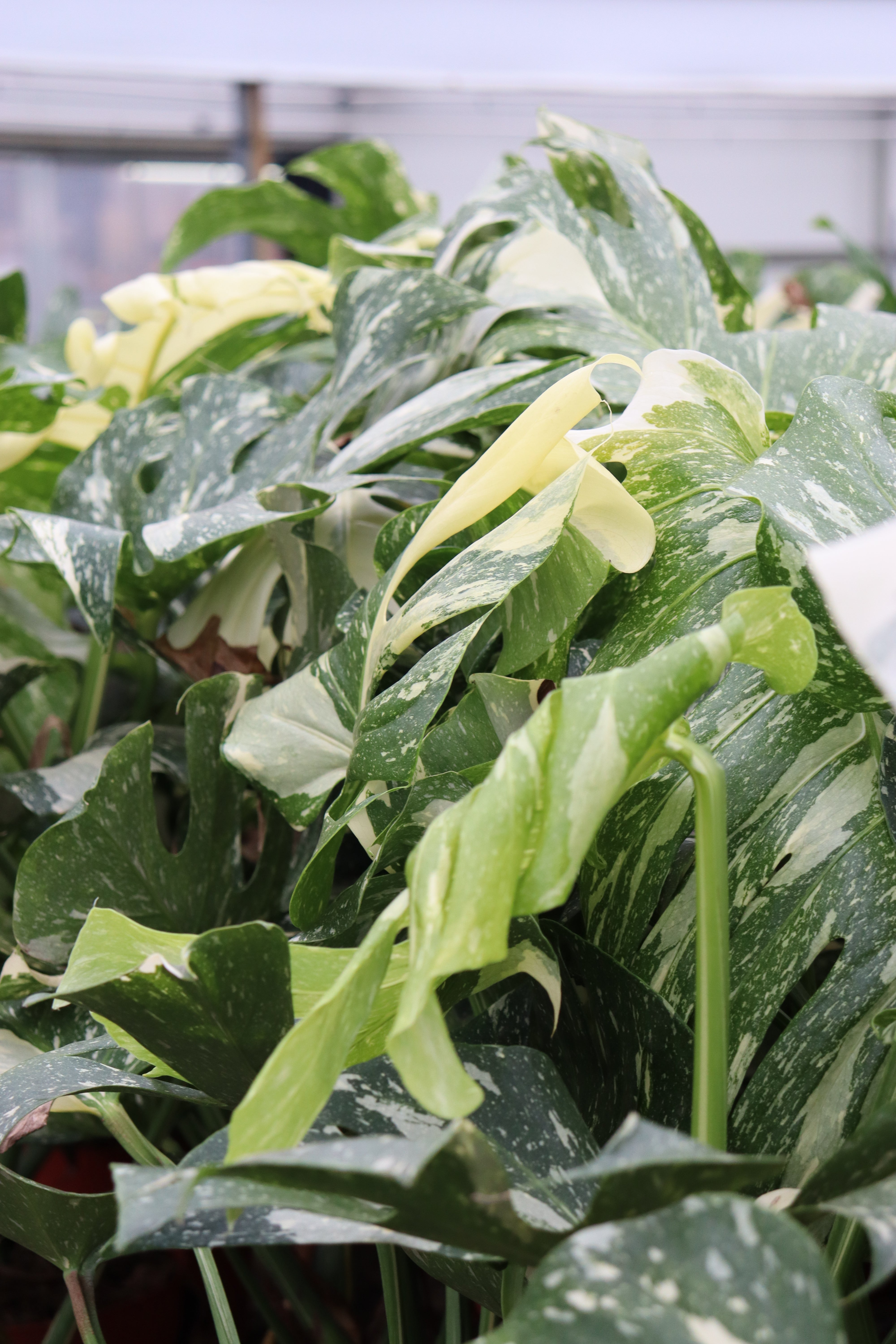 Monstera – GrowJungle