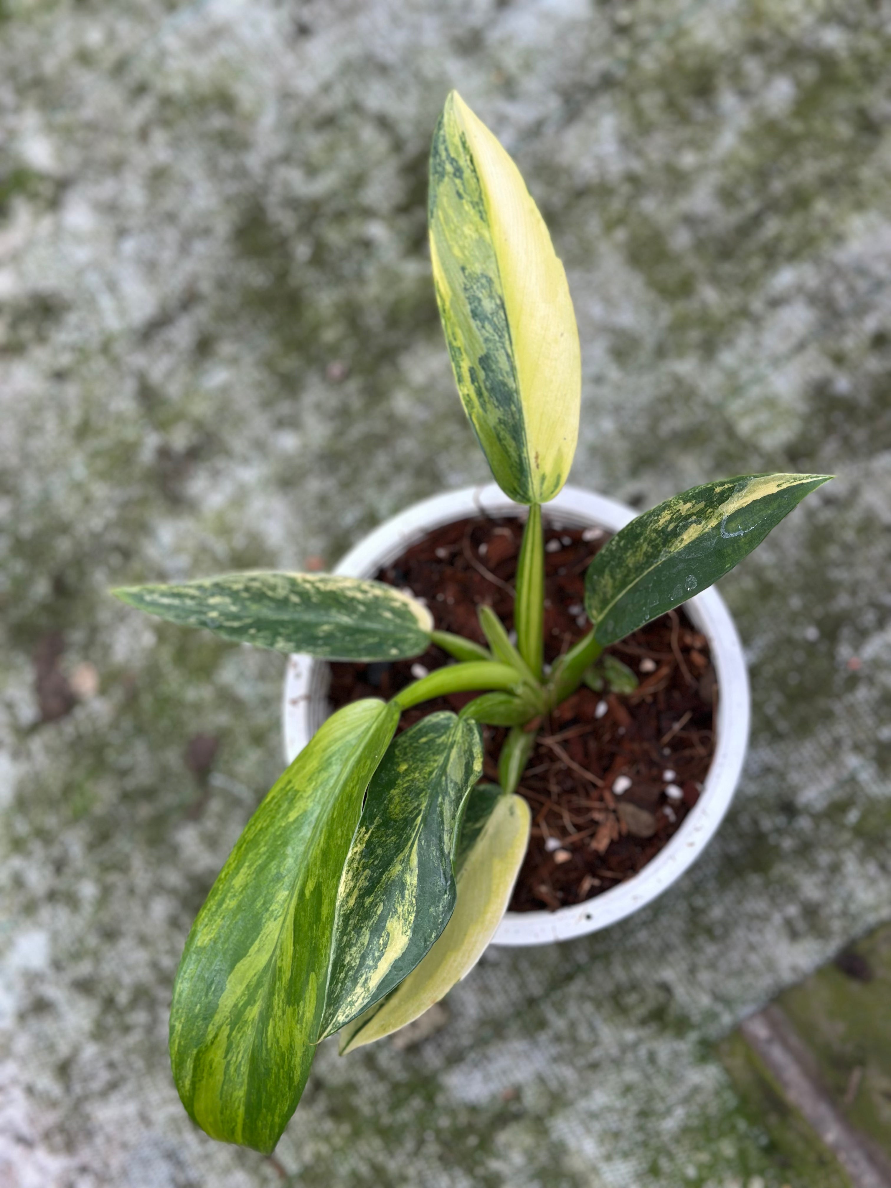 Philodendron Fat boy Variegated – GrowJungle