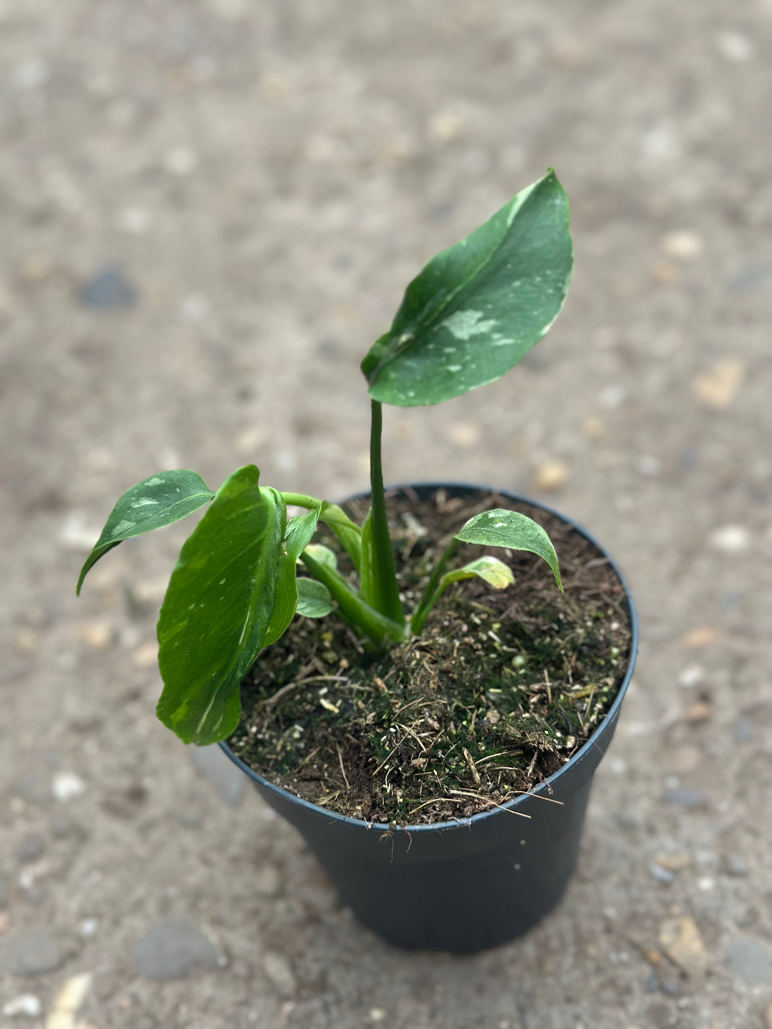 Monstera Rare Mutation 12CM – Exact Plant You Will Receive – Hand-Pick ...