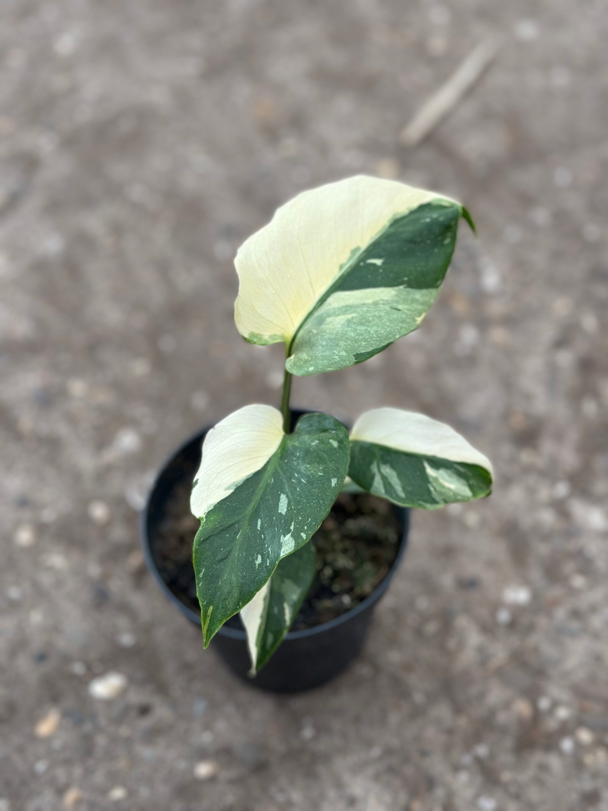 Monstera Rare Mutation 12CM – Exact Plant You Will Receive – Hand-Pick ...