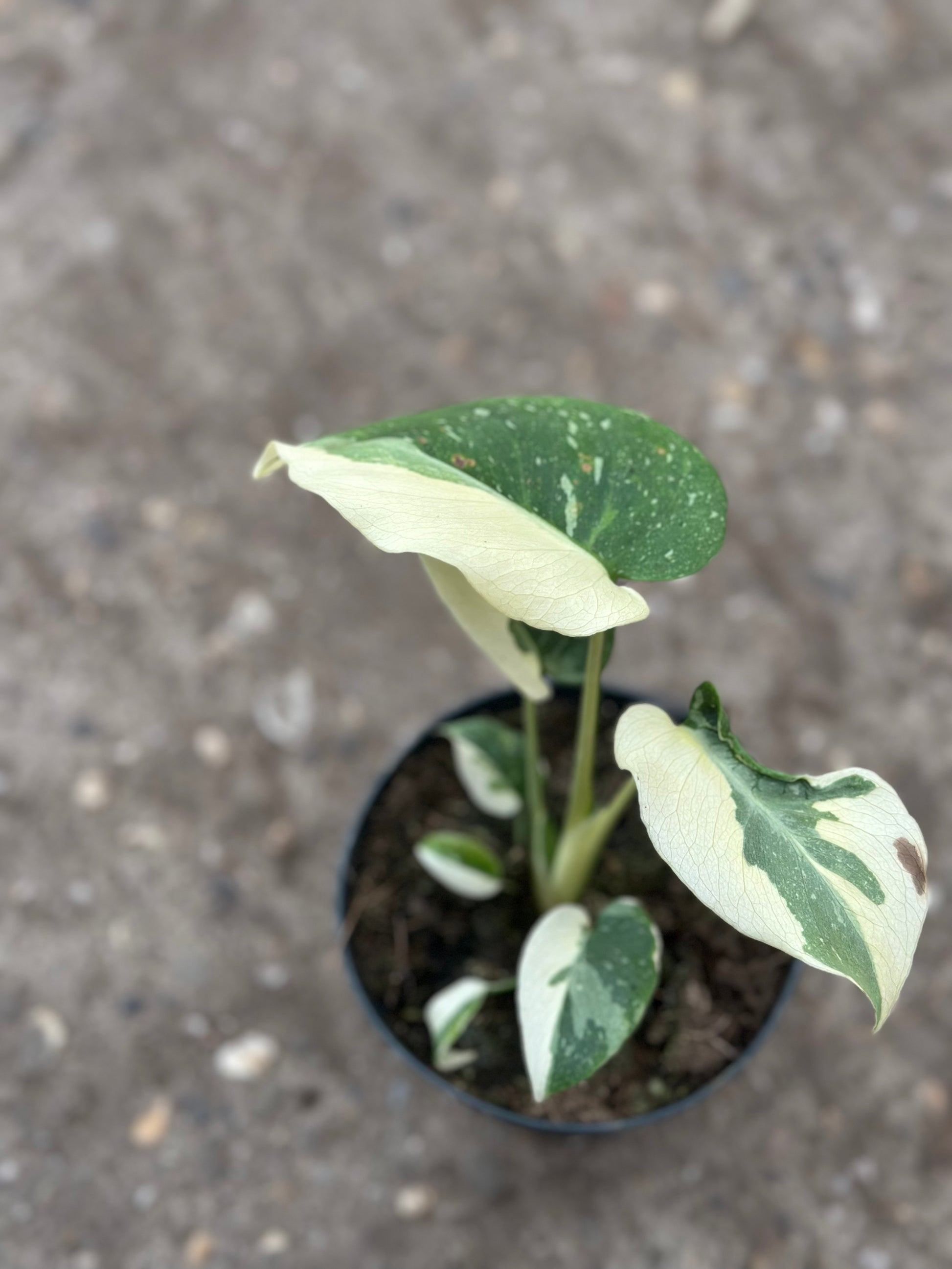 Monstera Rare Mutation 12CM – Exact Plant You Will Receive – Hand-Pick ...