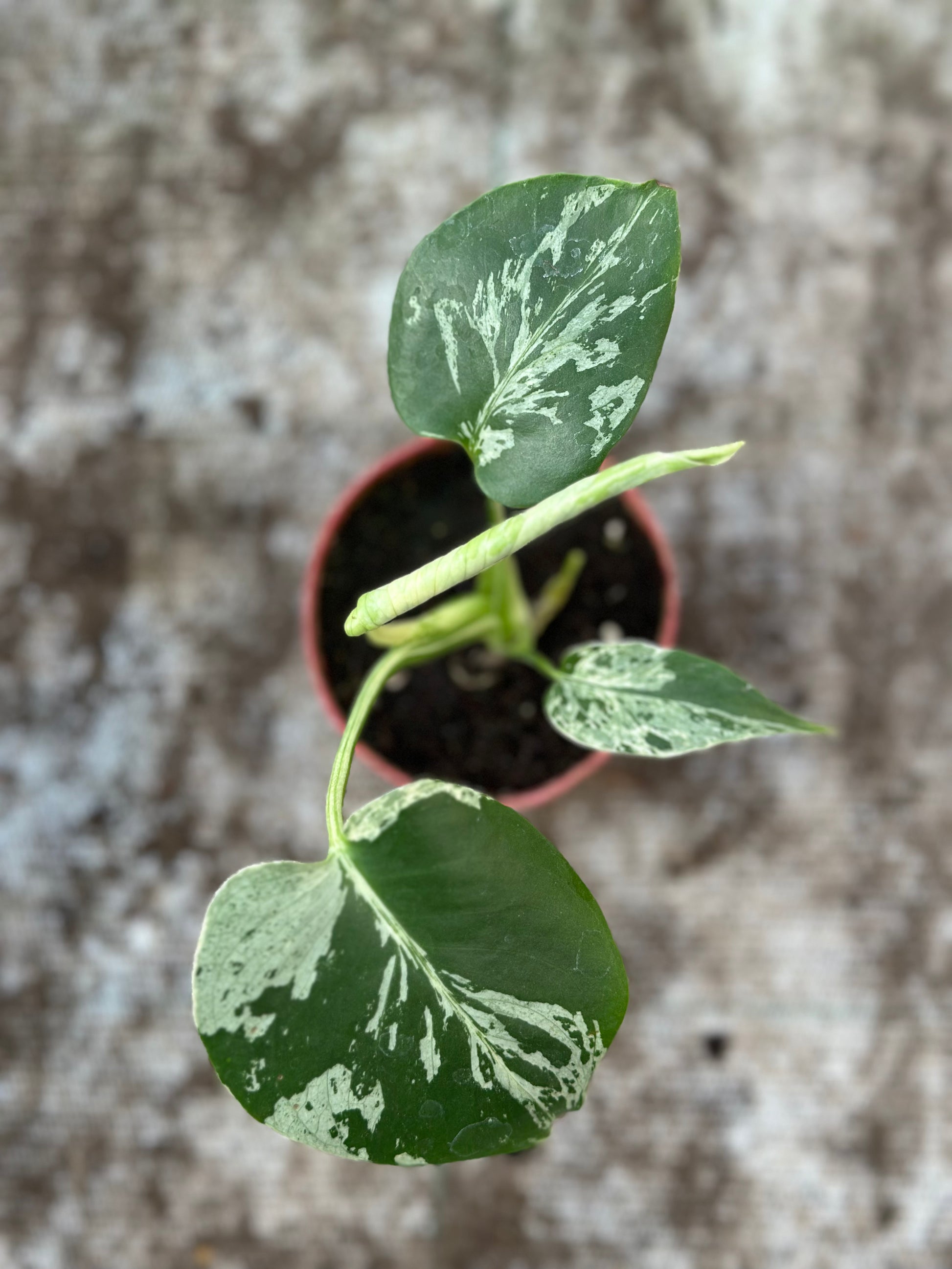 Monstera Deliciosa “Bulbasaur” – GrowJungle