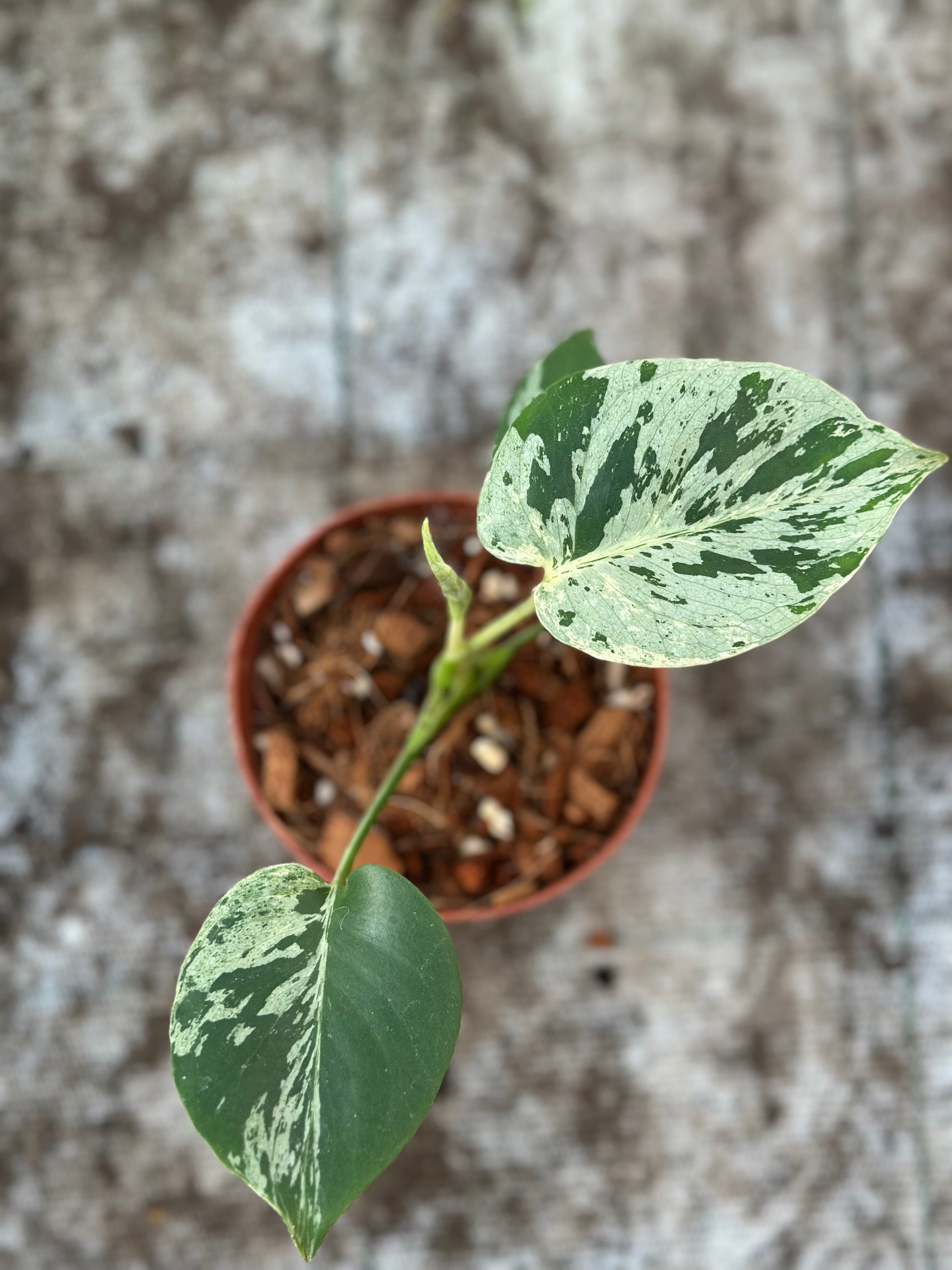 Monstera Deliciosa “Bulbasaur” – GrowJungle