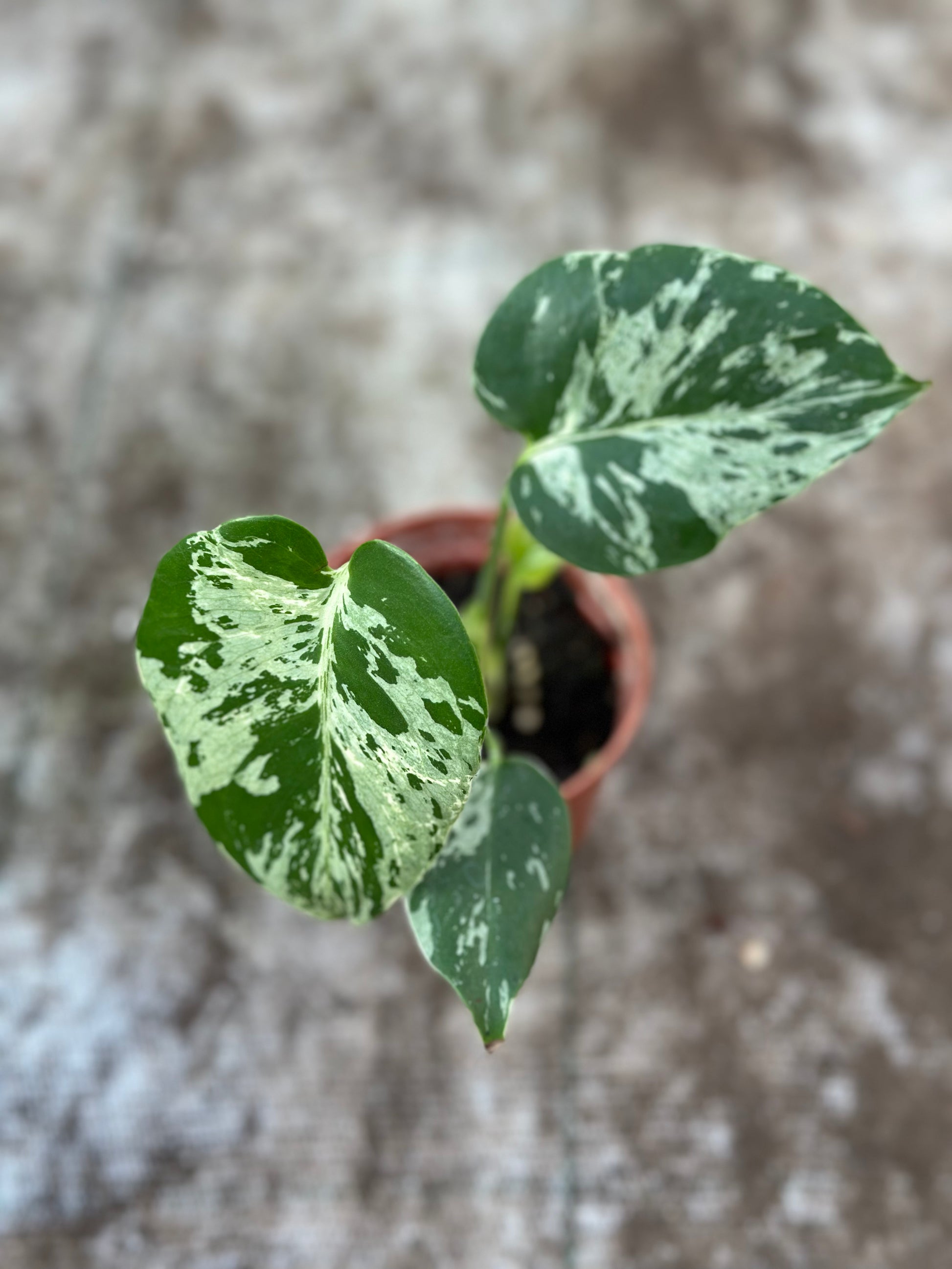Monstera Deliciosa “Bulbasaur” – GrowJungle
