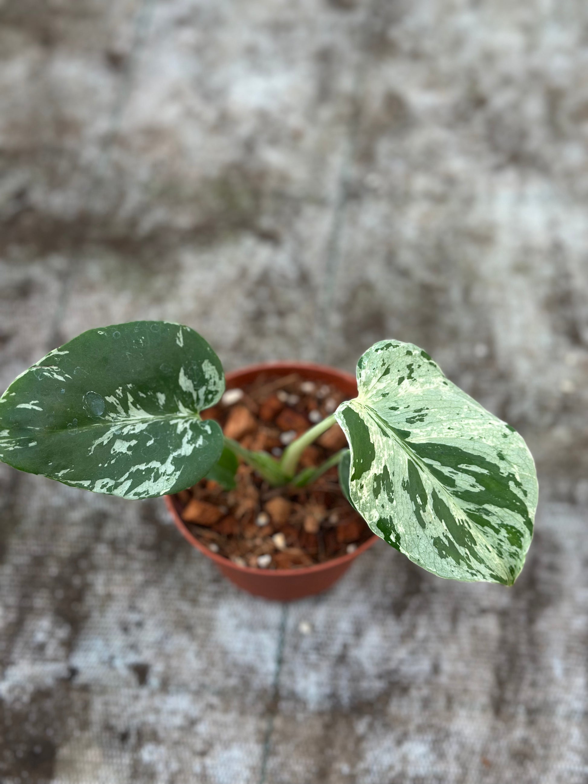 Monstera Deliciosa “Bulbasaur” – GrowJungle