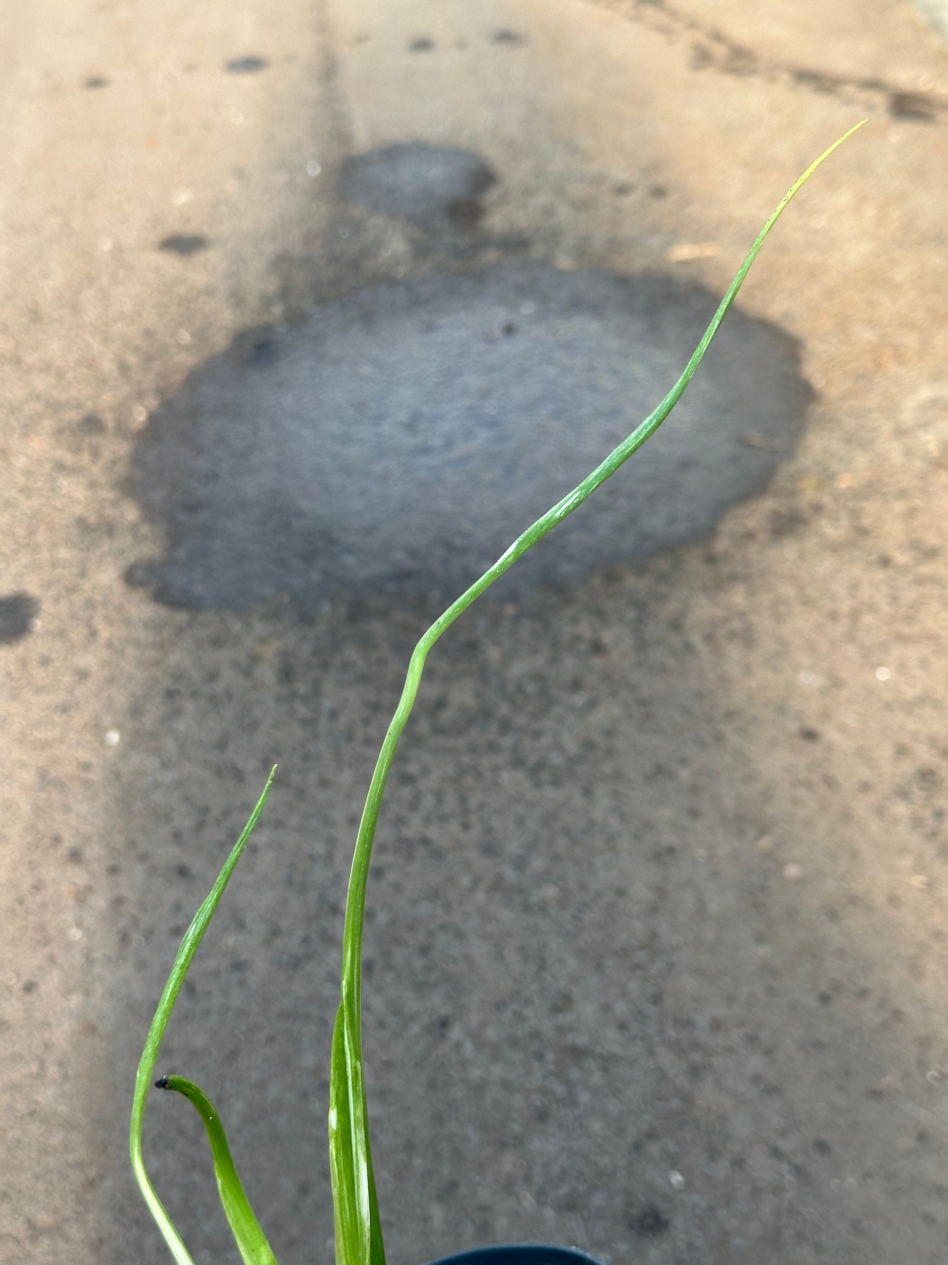 Monstera ‘Filiformis’ – Lamina-Suppressed Mutation – GrowJungle