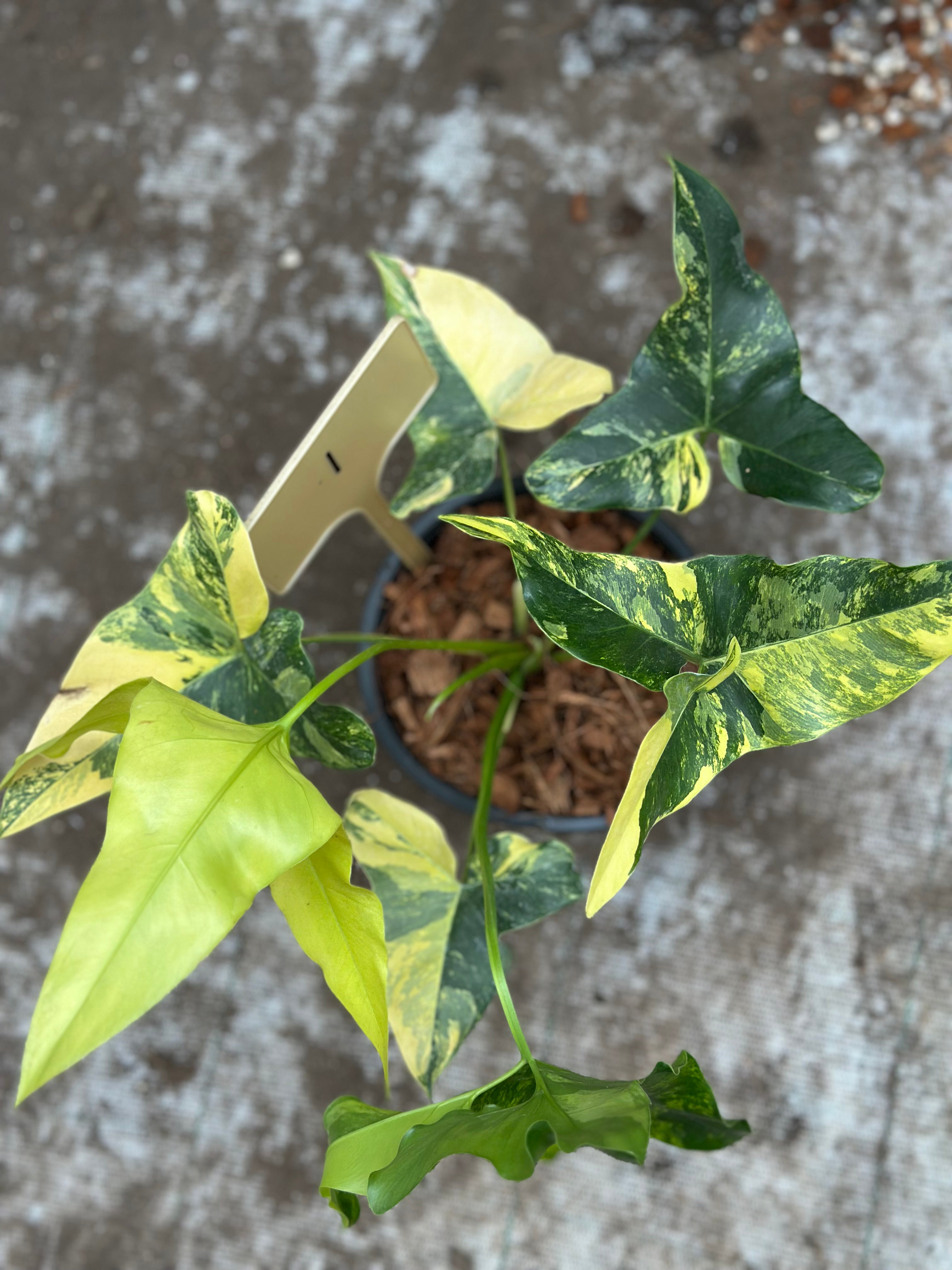 Philodendron Angela Variegated Nr. 1 – GrowJungle