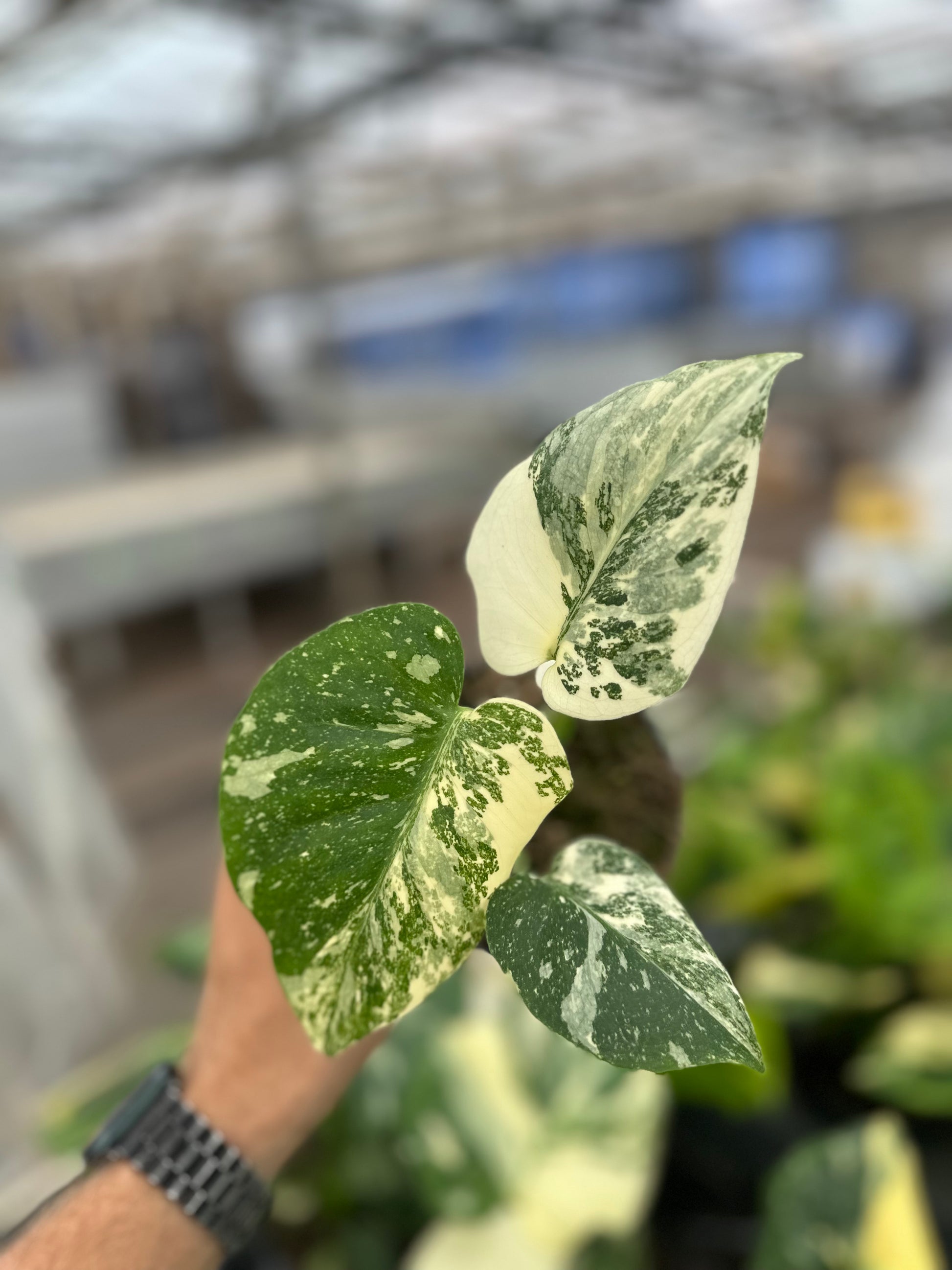 Monstera Rare Mutation 12CM – Exact Plant You Will Receive – Hand-Pick ...