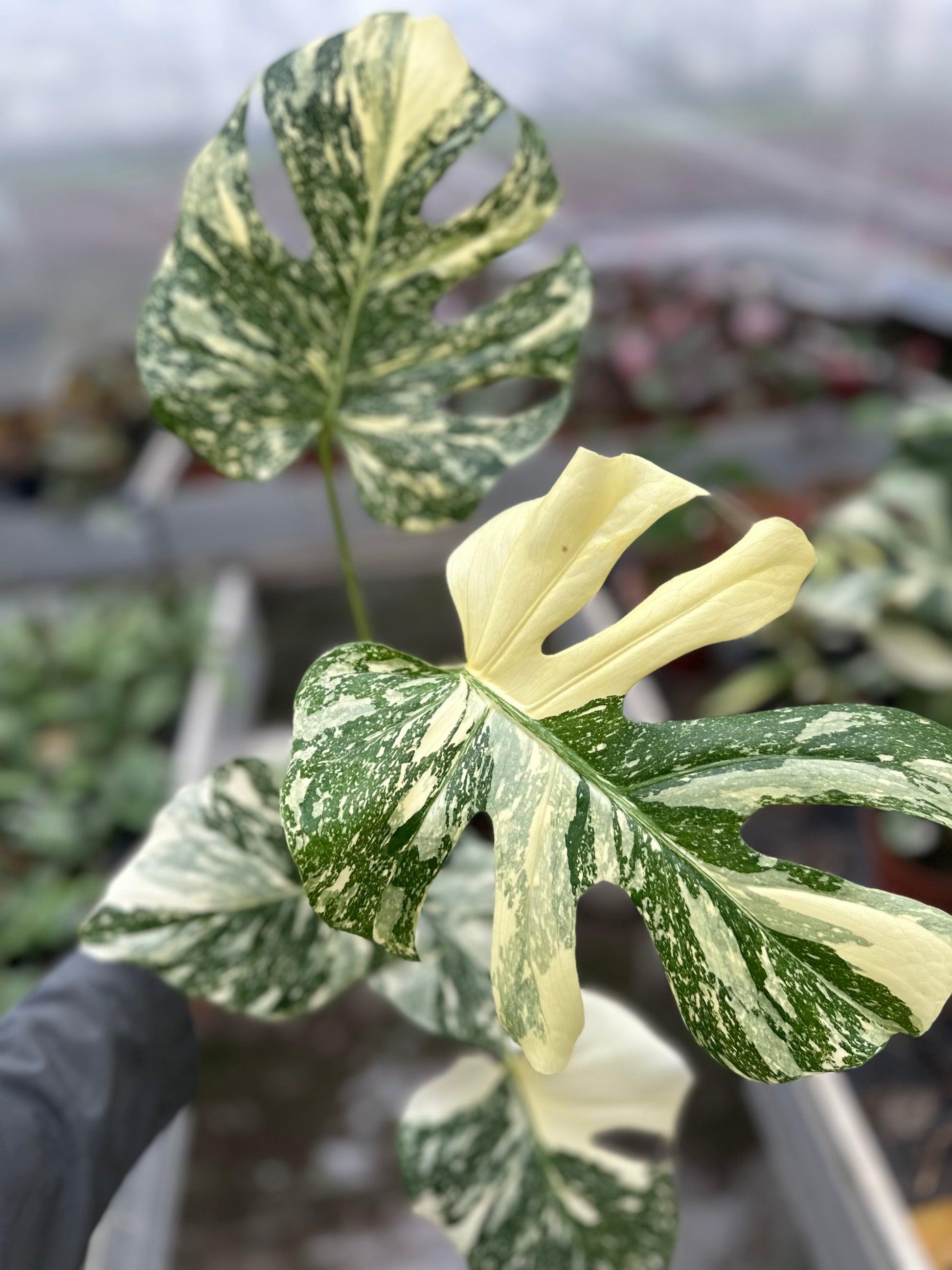 Monstera Thai Mutation – GrowJungle