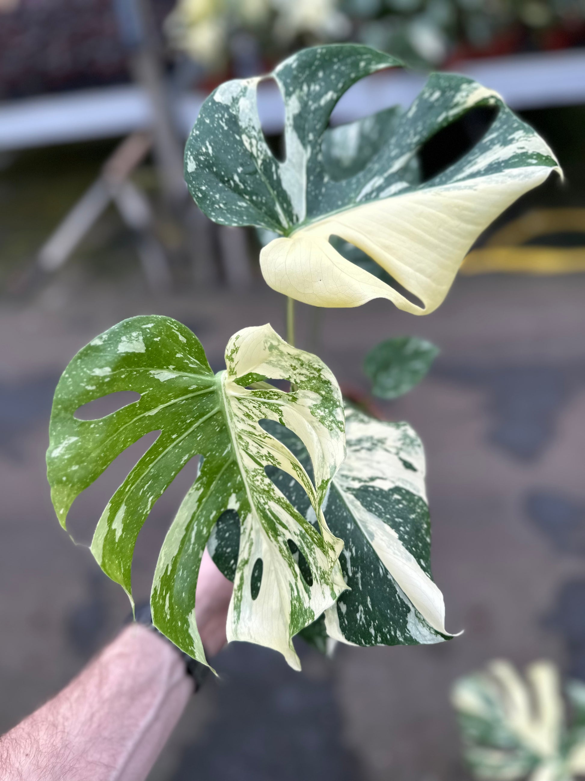 Monstera Thai Mutation – GrowJungle