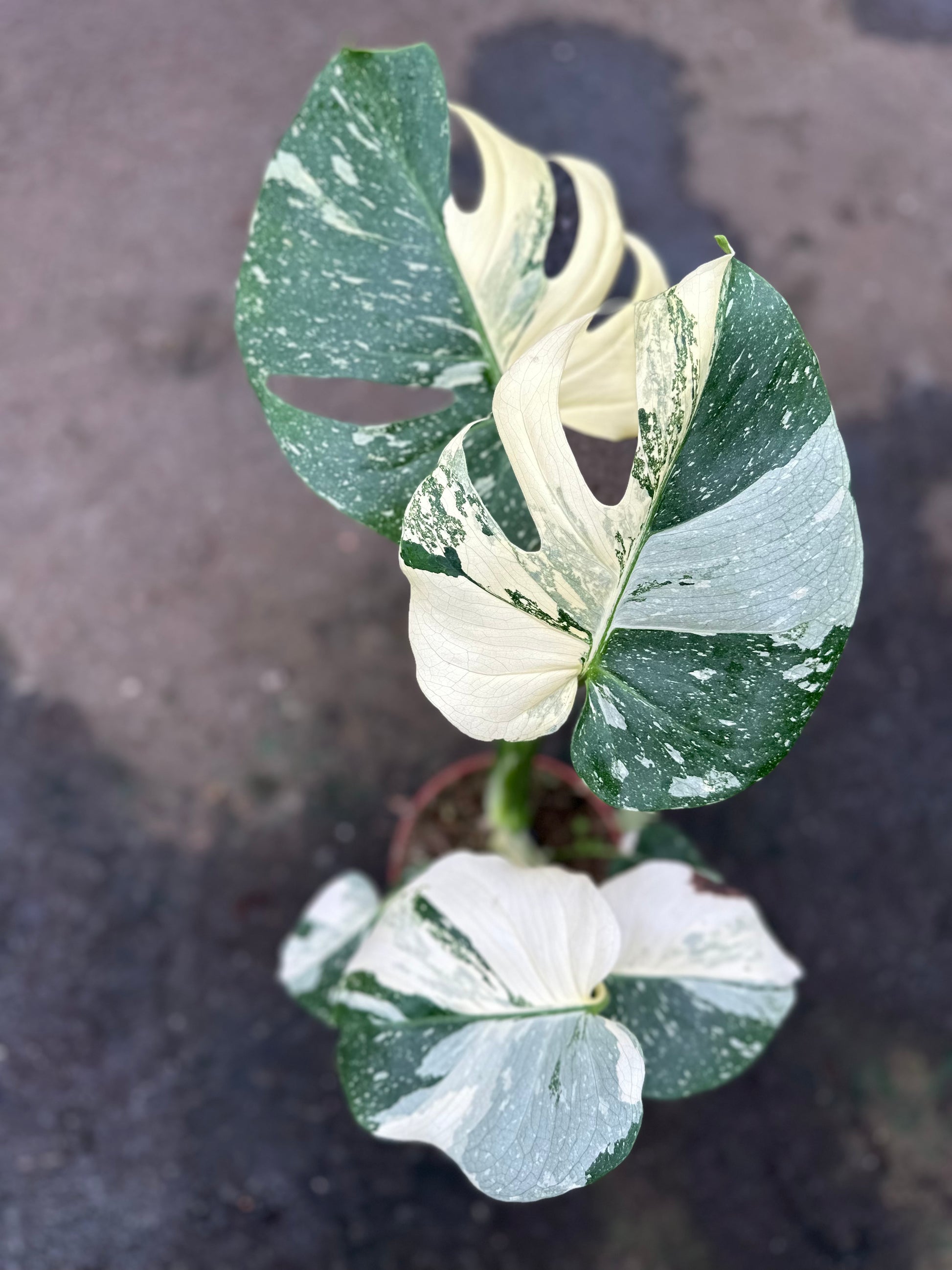 Monstera Thai Mutation – GrowJungle