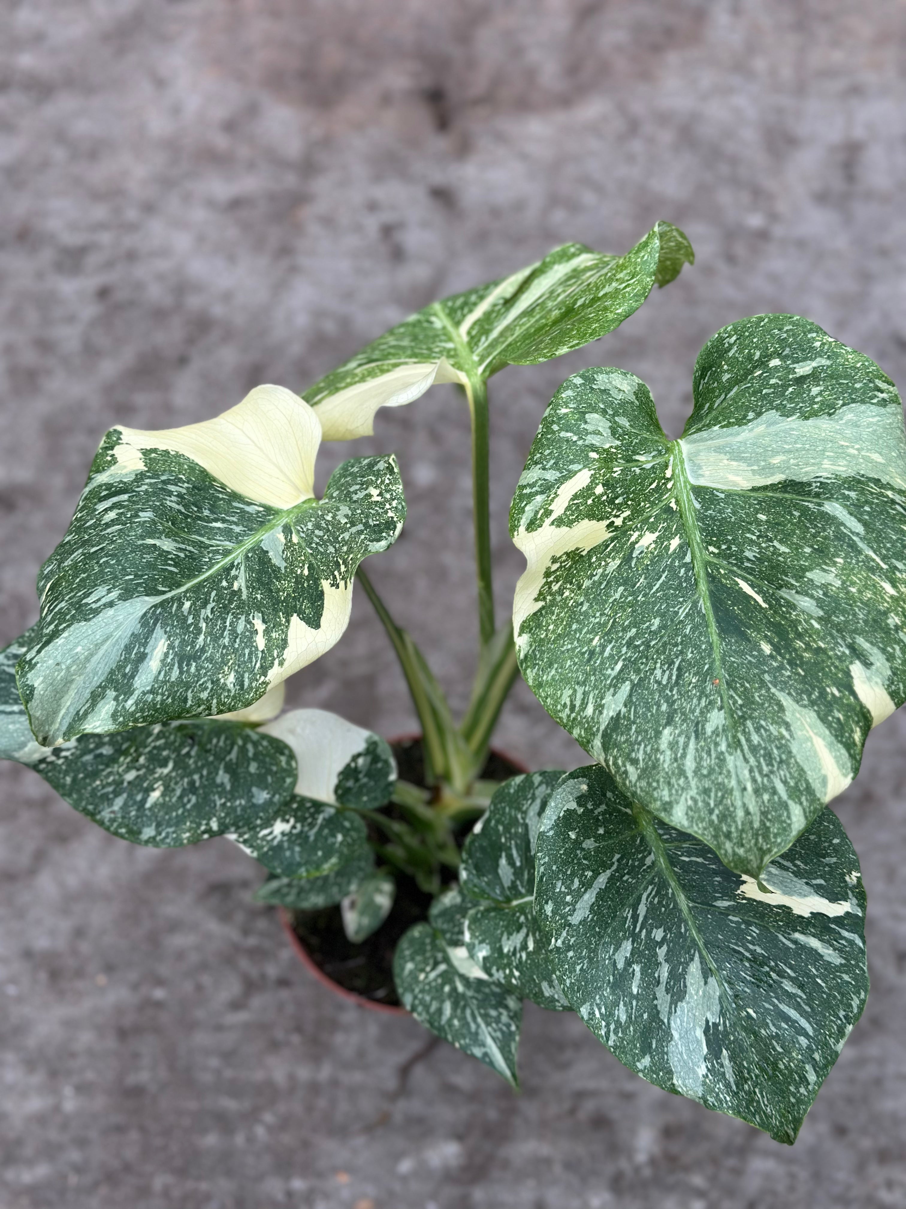 Monstera Rare Mutation 15CM – GrowJungle